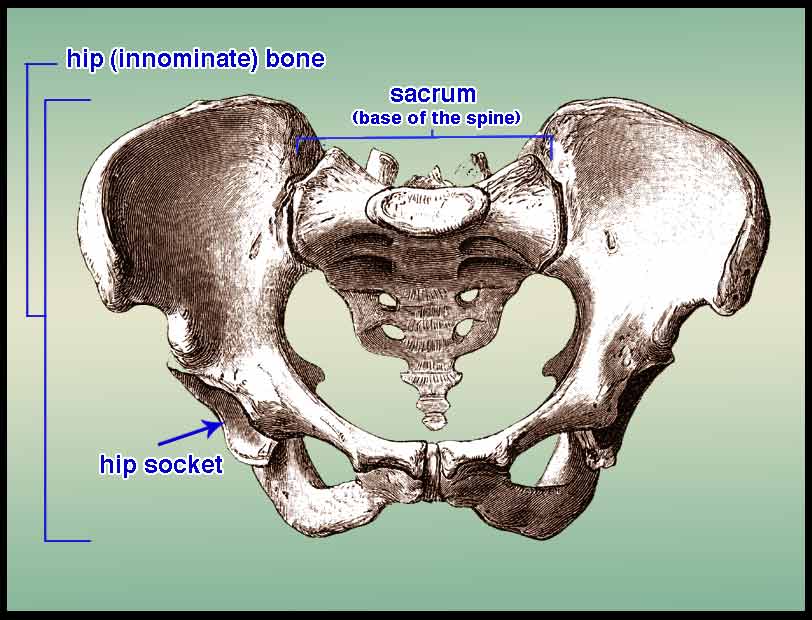 Pelvic Tilt Pelvic Tilt